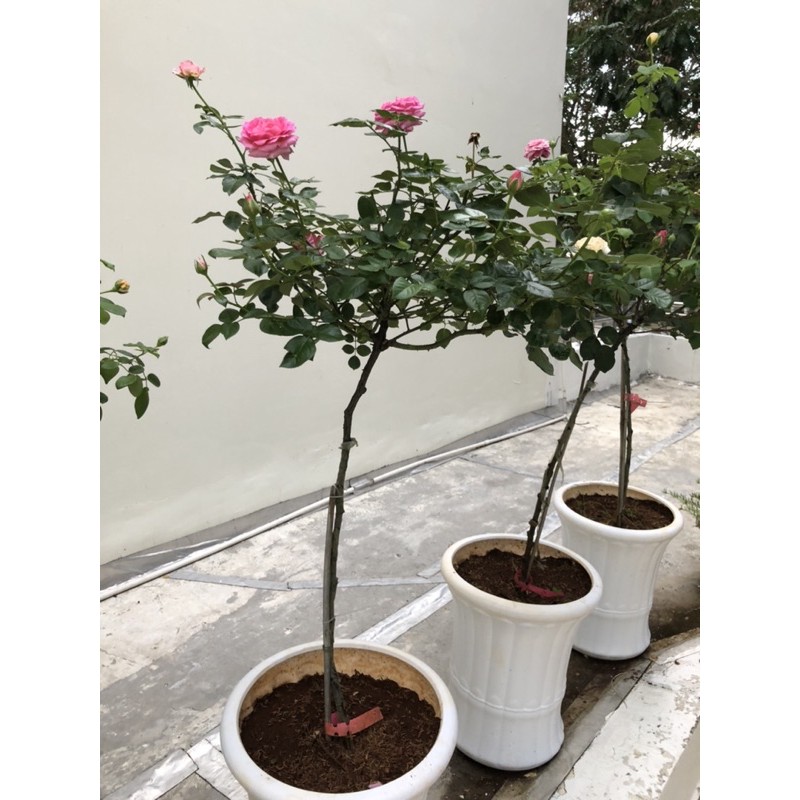 Tree Lafont Rose | Shopee Việt Nam