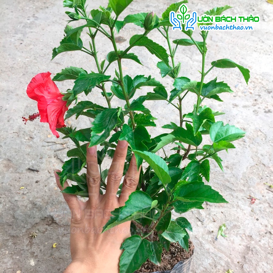 Cây râm bụt ta nhiều màu trồng hàng rào cao 30-35cm | Shopee Việt Nam