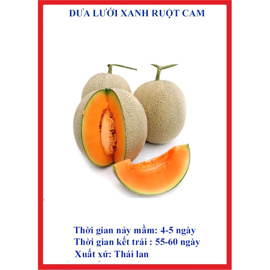 20 Hạt Giống Dưa Lưới Xanh Ruột Cam TẶng KÈm PhÂn VÀ KÍch MẦm Shopee Việt Nam