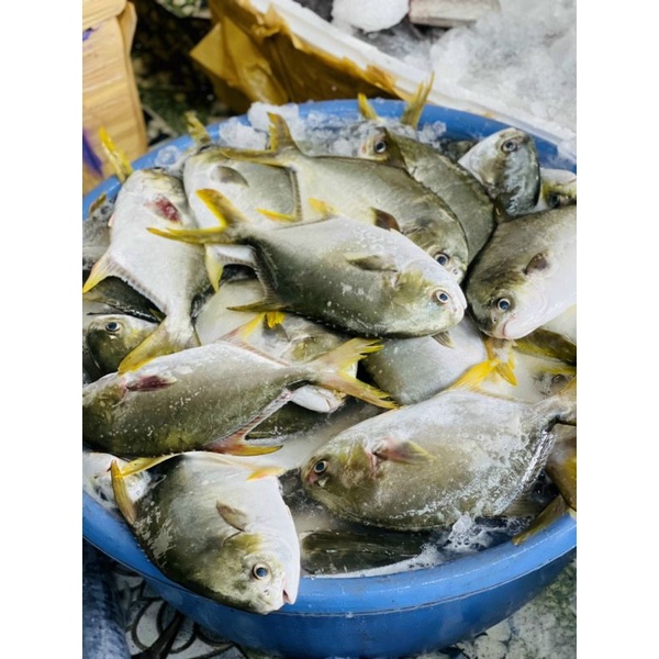 Cá chim vàng anh làm sạch (con 550g-1kg) | Shopee Việt Nam