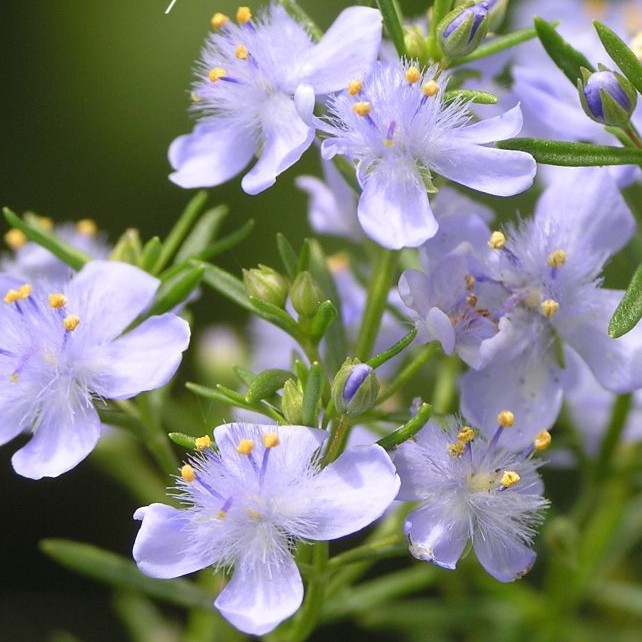 cây giống hoa Kochia'Melongolly Blue 'Scoparia'Melongolly Blue ...