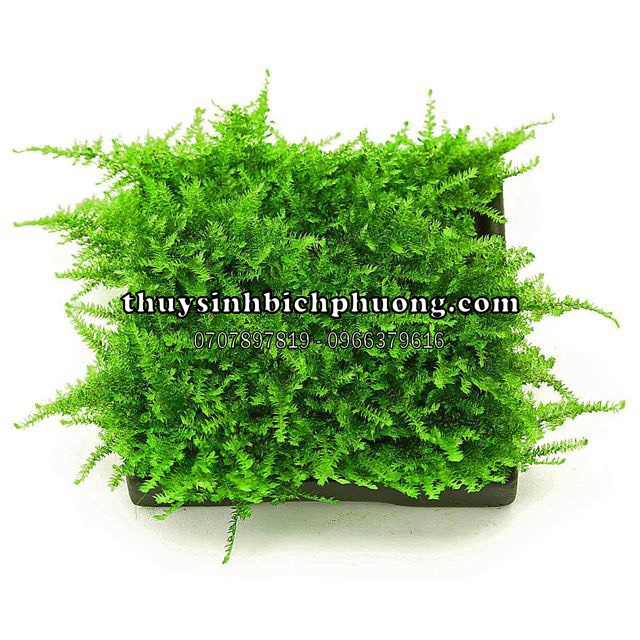 RÊU MINITAIWAN - MINI TAIWAN MOSS TRANG TRÍ CHO HỒ CÁ THỦY SINH ...