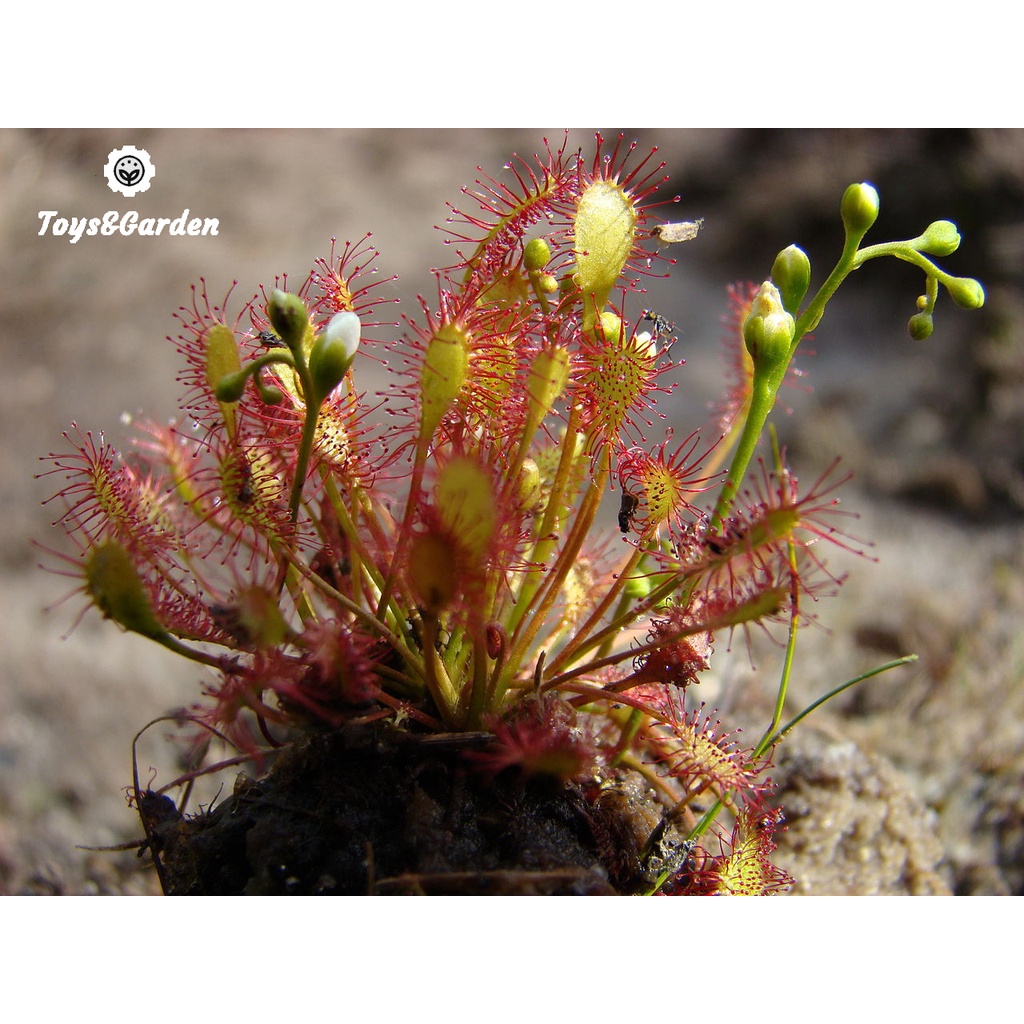 Cây Bắt Mồi, Cây Gọng Vó Drosera Intermedia , Cây Ăn Thịt Ruồi Muỗi ...