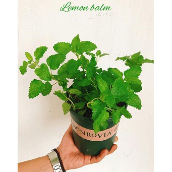 Cây bạc hà chanh xả (Lemon Balm) | Shopee Việt Nam