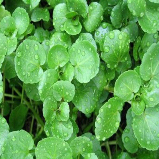 Gói 1g hạt giống Cải Xoan (Xà lách xoang) | Shopee Việt Nam