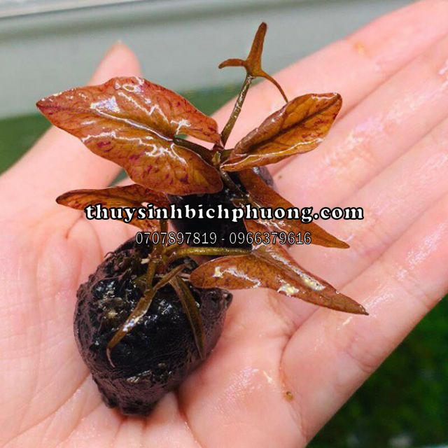 CỦ SEN TIGER MINI - PHÁT TRIỂN CHẬM KHÔNG PHÁ BỐ CỤC HỒ CÁ THUỶ SINH ...