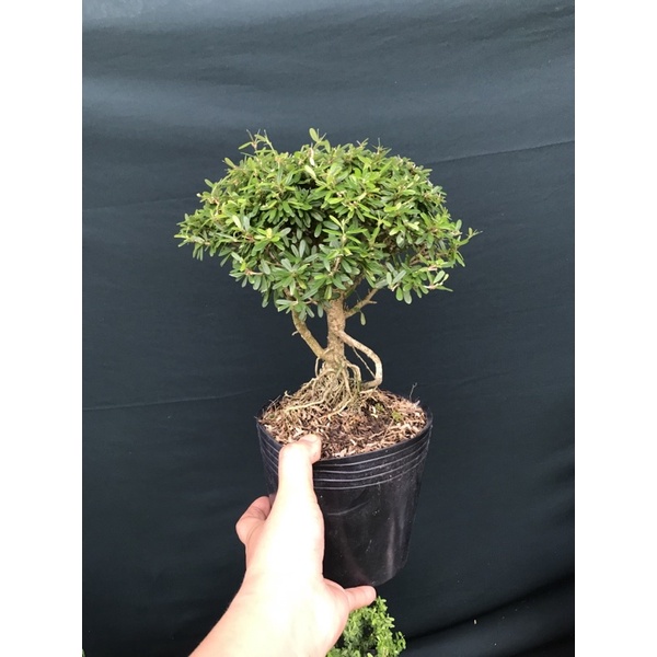 combo 2 chậu linh sam 86 mini | Shopee Việt Nam