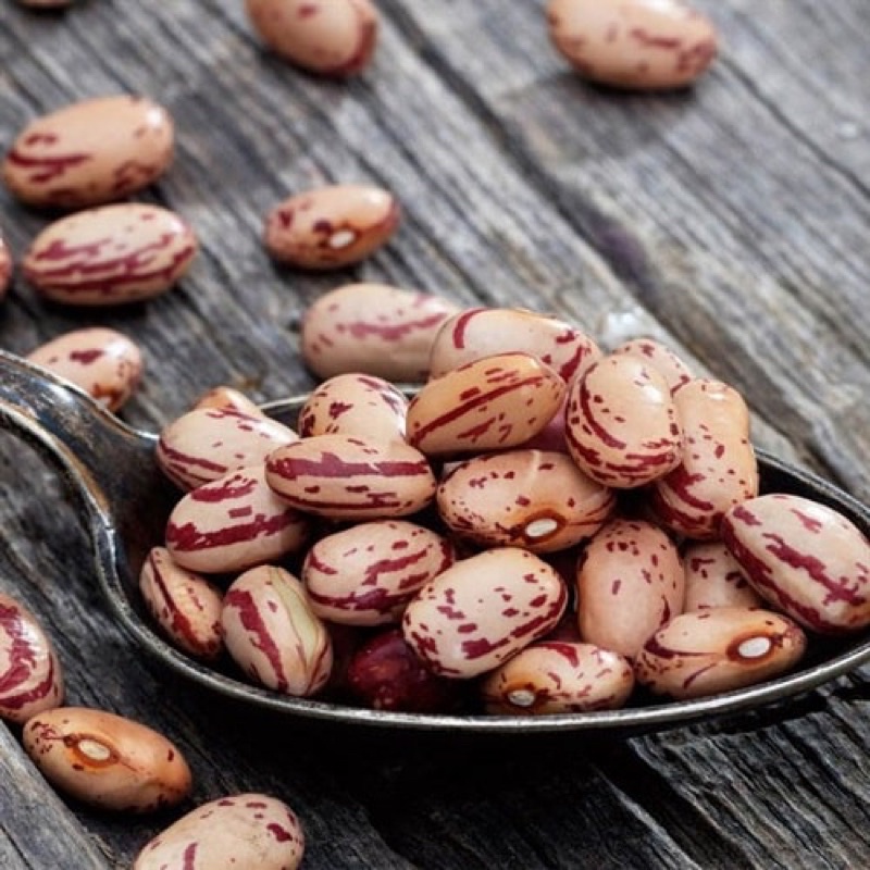 1kg Đậu cúc (Pinto beans) Cúc Đà Lạt & Cúc Aghetina | Shopee Việt Nam