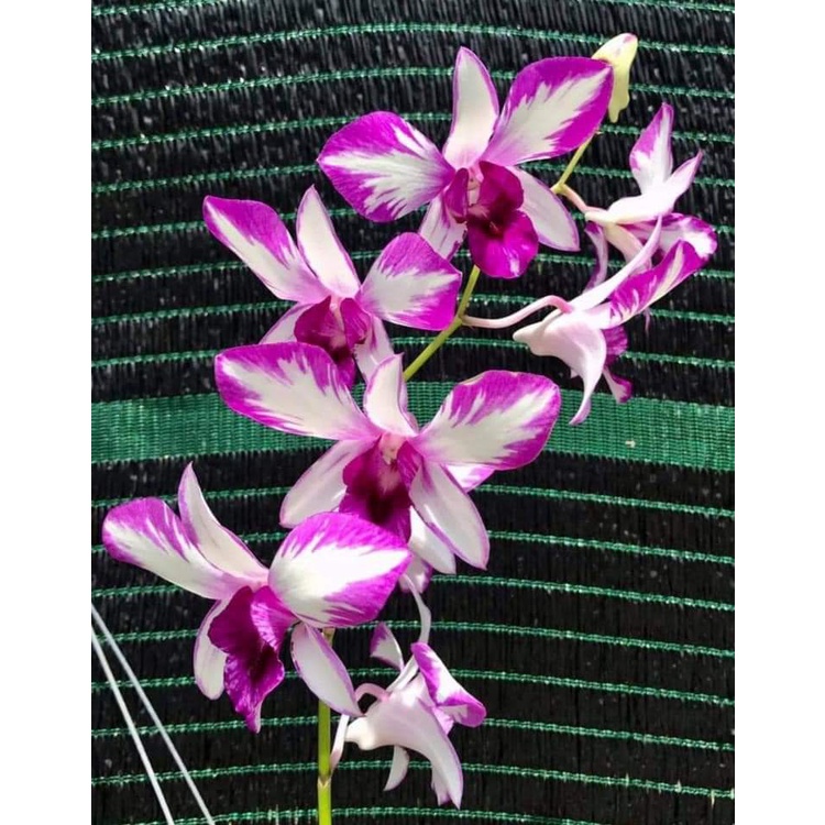 Hoa lan pink xưa GỬI NGUYÊN CHẬU PHI 12 | Shopee Việt Nam