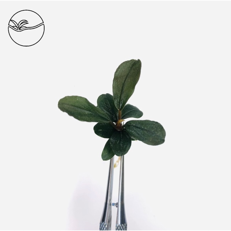 Bucephalandra Ghost - Cây Thuỷ Sinh | Shopee Việt Nam