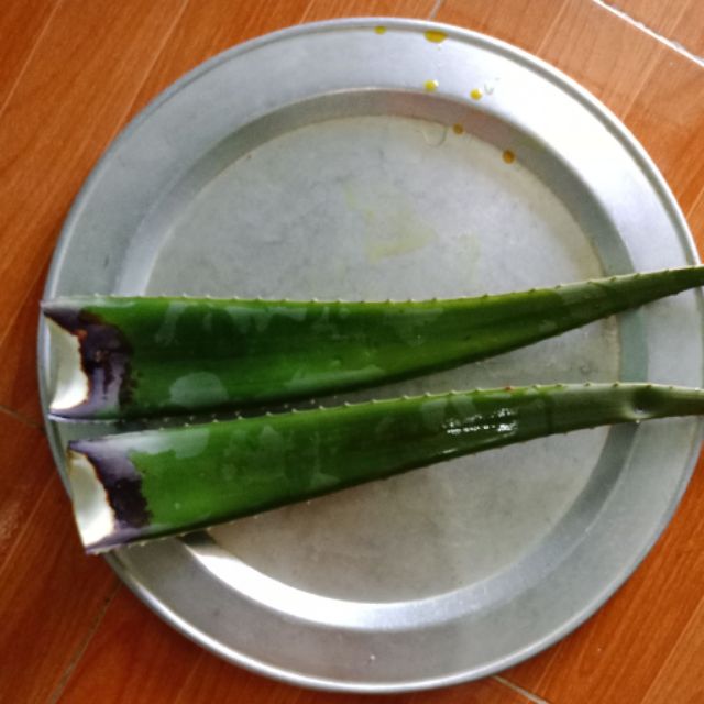 Lá Nha đam | Shopee Việt Nam