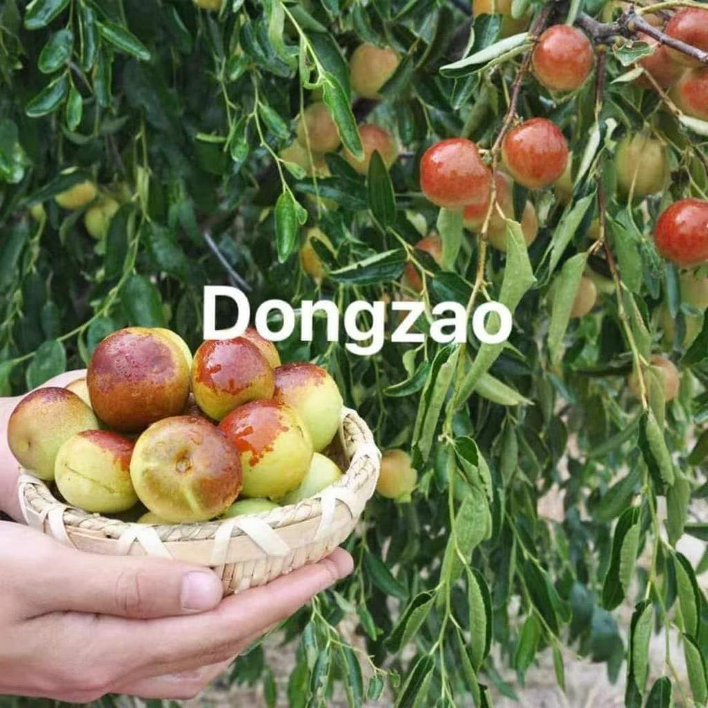 GIỐNG HỒNG TÁO DONGZAO | Shopee Việt Nam