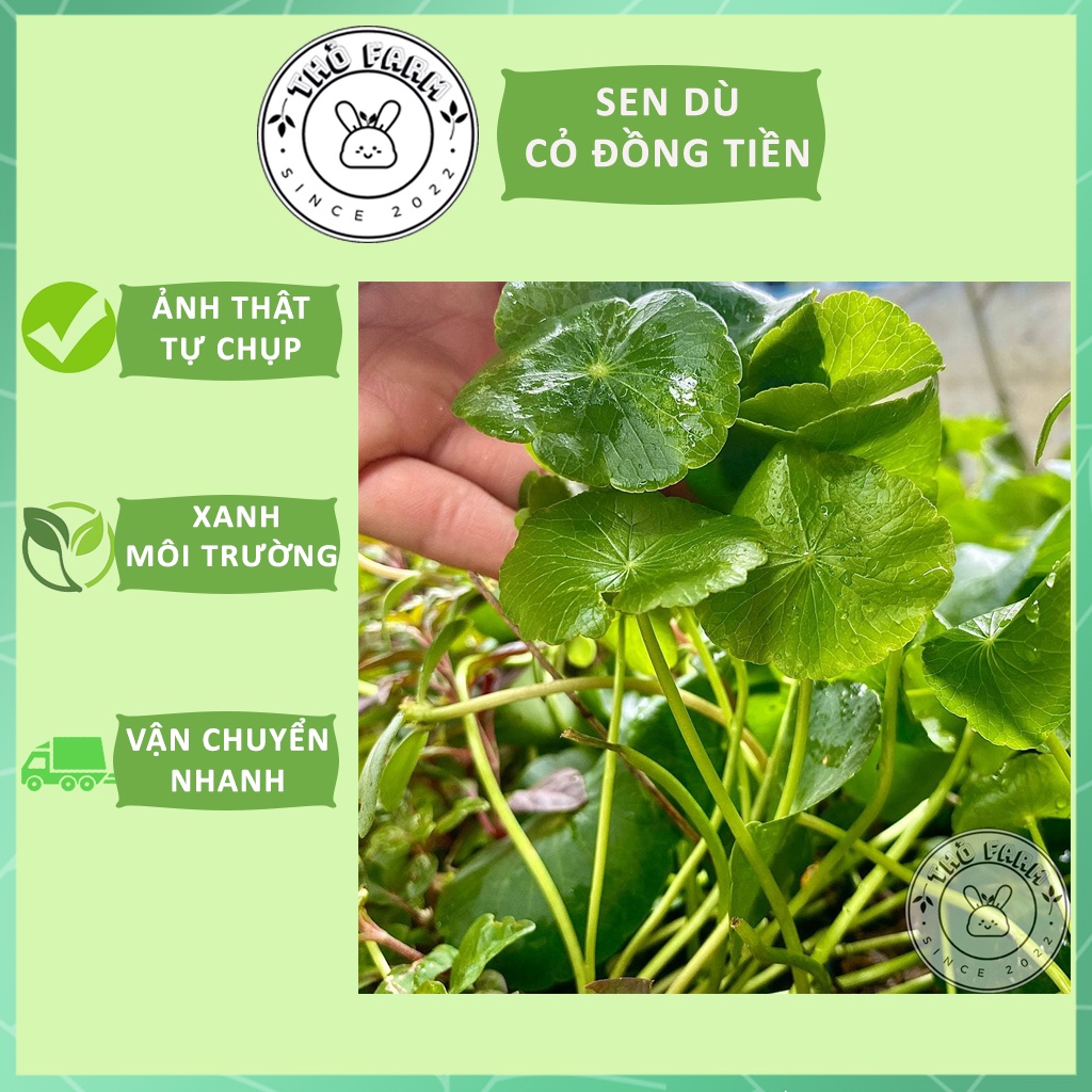 Rau má kiểng - Sen dù trang trí thủy sinh , hồ cá | Shopee Việt Nam