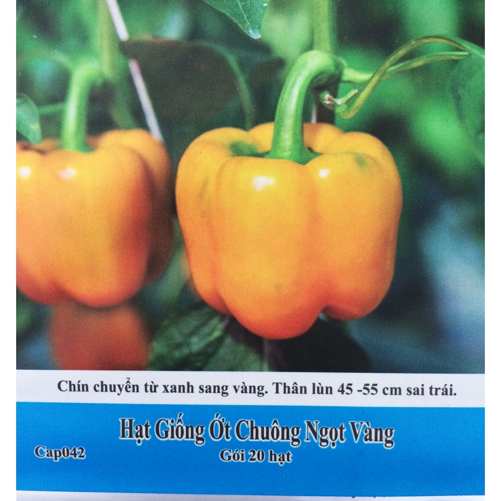 [HCM]HẠT GIỐNG ỚT NGỌT F1 LÙN VÀNG ( ỚT CHUÔNG ) MỸ - GÓI 20 HẠT ...