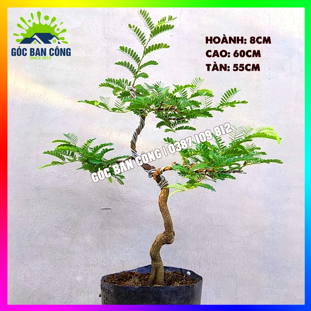 Cây Me Bonsai Mini - MCBS04 | Shopee Việt Nam