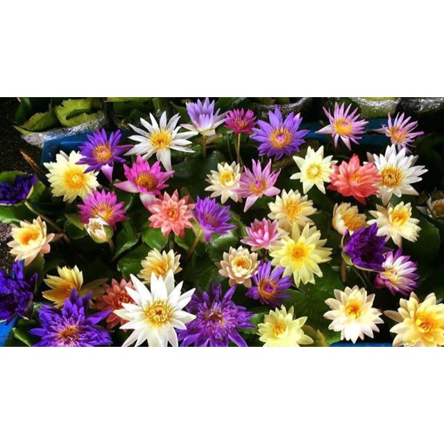 Combo 10 củ hoa xung thái | Shopee Việt Nam