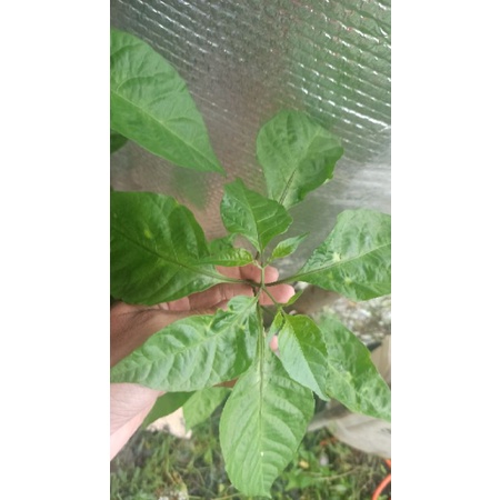 cây ớt DRAGON BREATH (BOHICA) | Shopee Việt Nam