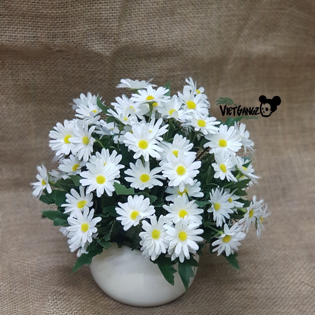 Hoa trang trí - Chậu hoa cúc Daisy | Shopee Việt Nam