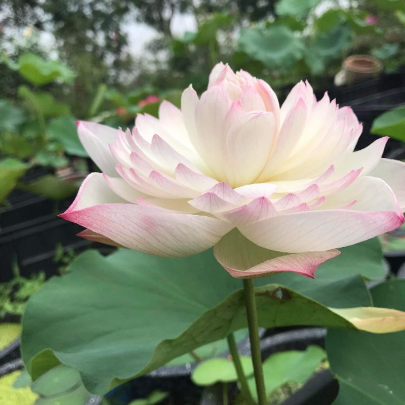 củ sen super giống | Shopee Việt Nam