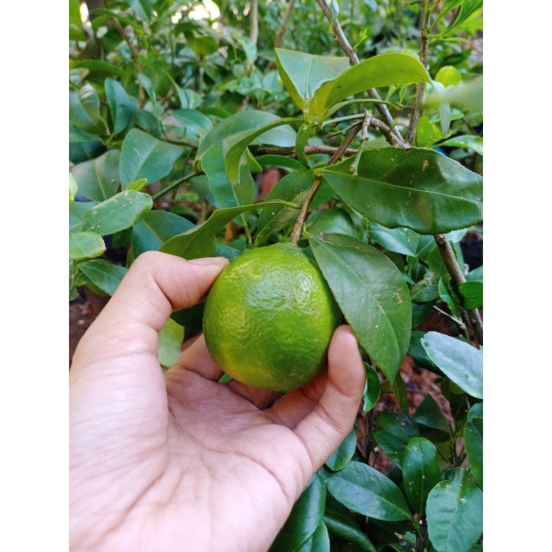 Cây chanh ta (chanh tứ quý) size 45-60cm, gốc chắc khoẻ | Shopee Việt Nam