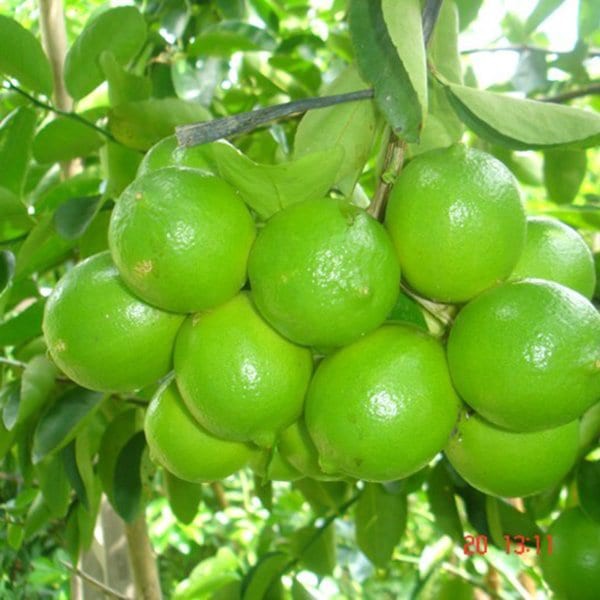Cây chanh chanh tứ quý, Cây giống chanh ta | Shopee Việt Nam