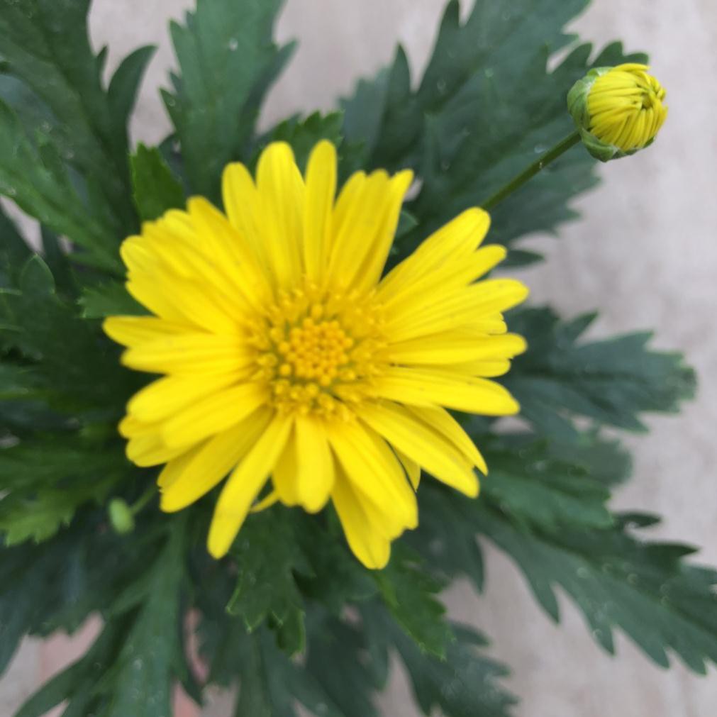 Cây cúc gỗ thân tree, chiều cao 20-25cm thân thẳng lá dày hoa nở đẹp dễ ...