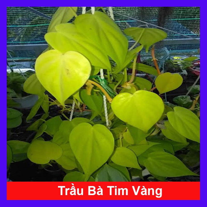 Cây Trầu Bà Tim Vàng - cây cảnh trong nhà | Shopee Việt Nam