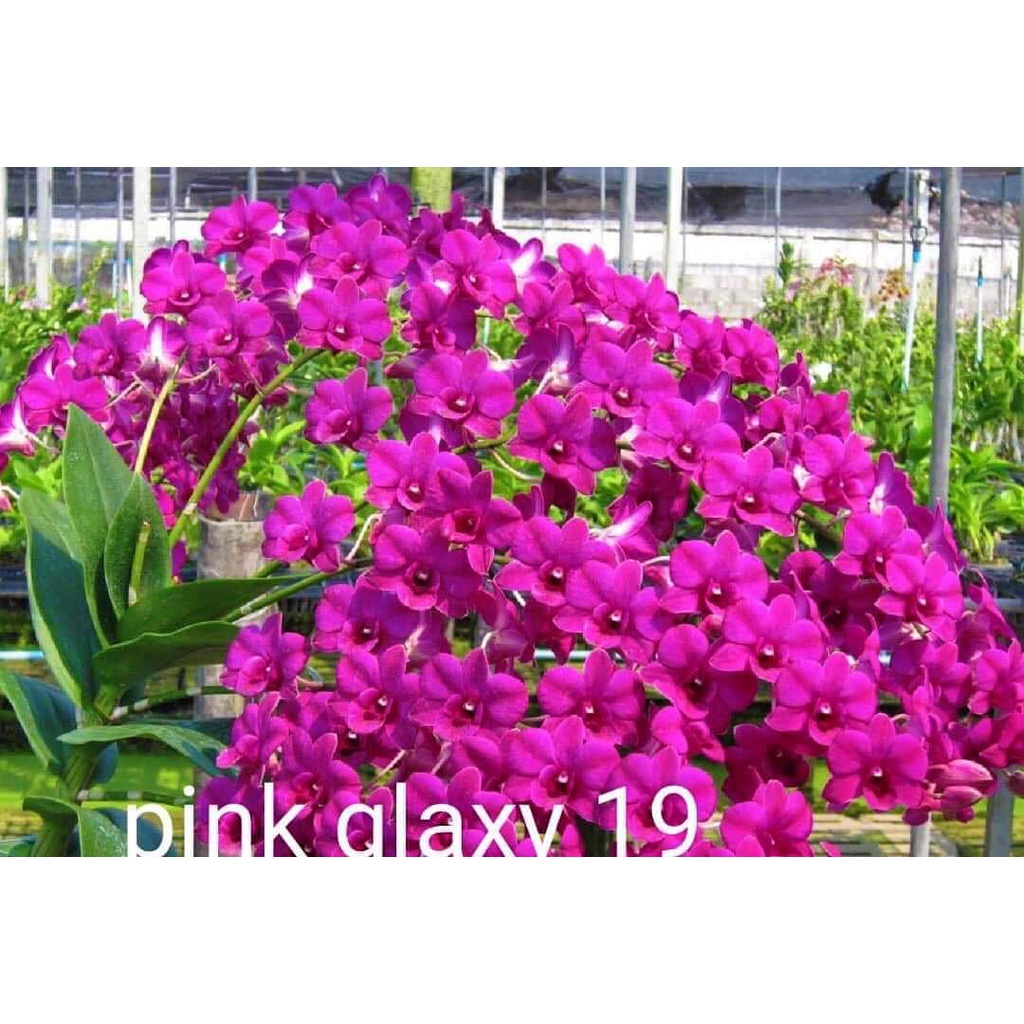 HOA LAN DENRO PINK GALAXY | Shopee Việt Nam