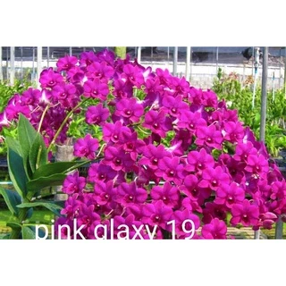 Hoa Lan Giống, Cửa hàng trực tuyến | Shopee Việt Nam