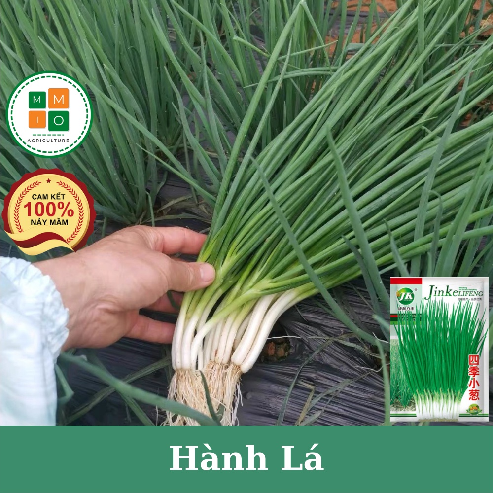 Hạt giống hành lá, hành hương cao sản | Shopee Việt Nam