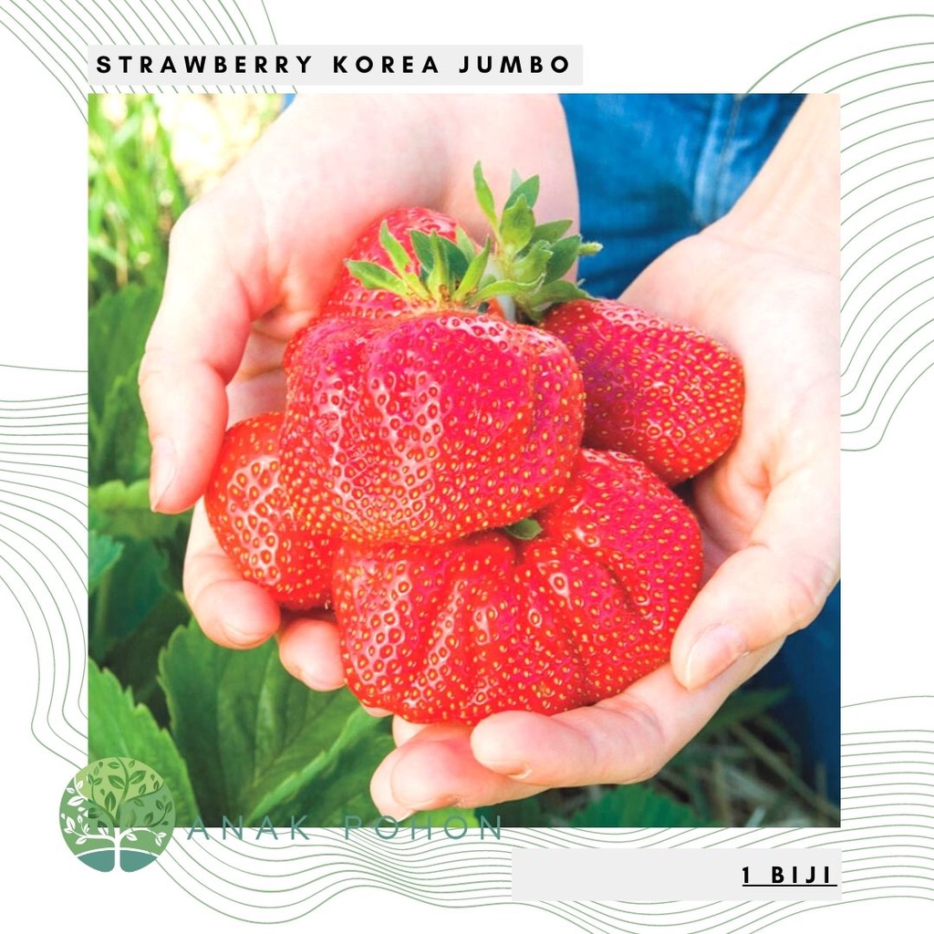 Hạt giống - Hạt giống dâu tây Jumbo Red Strawberry Hàn Quốc - NHẬP KHẨU ...