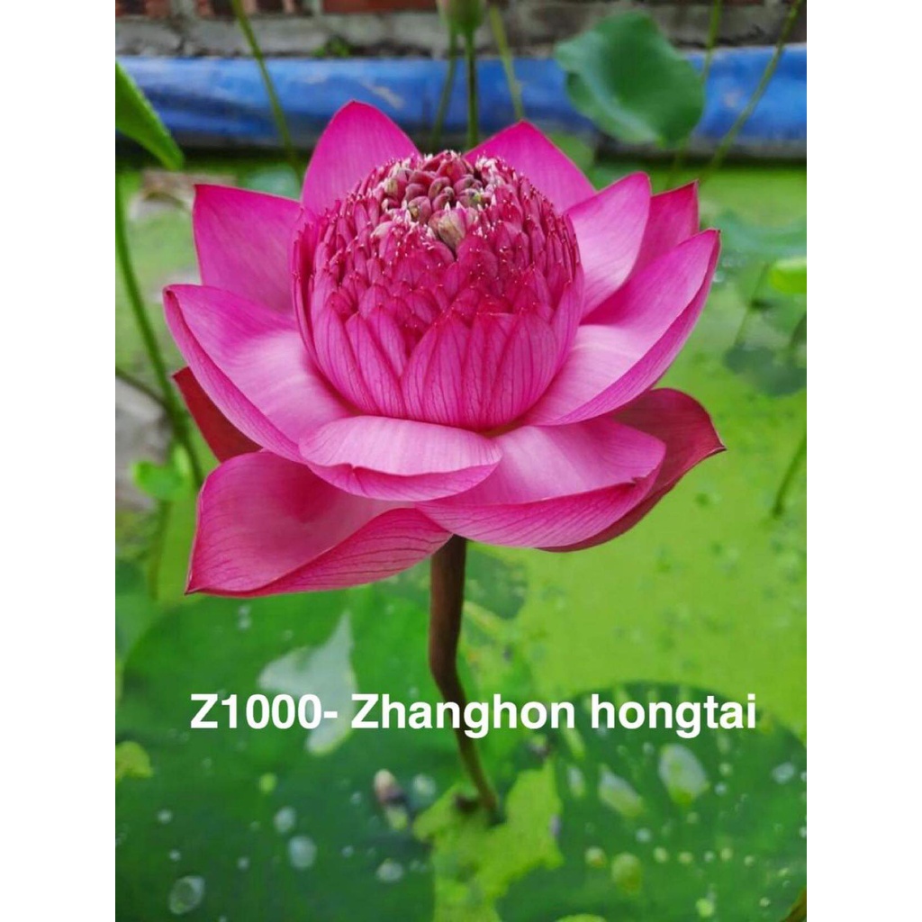 Hoa Sen Giống - 12 loại hoa ra hoa liên tục quanh năm | Shopee Việt Nam