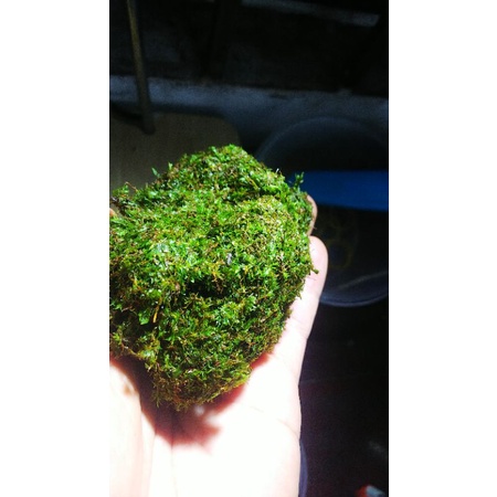 Rêu mini fiss vò dùng ươm rêu bố cục thuỷ sinh | Shopee Việt Nam