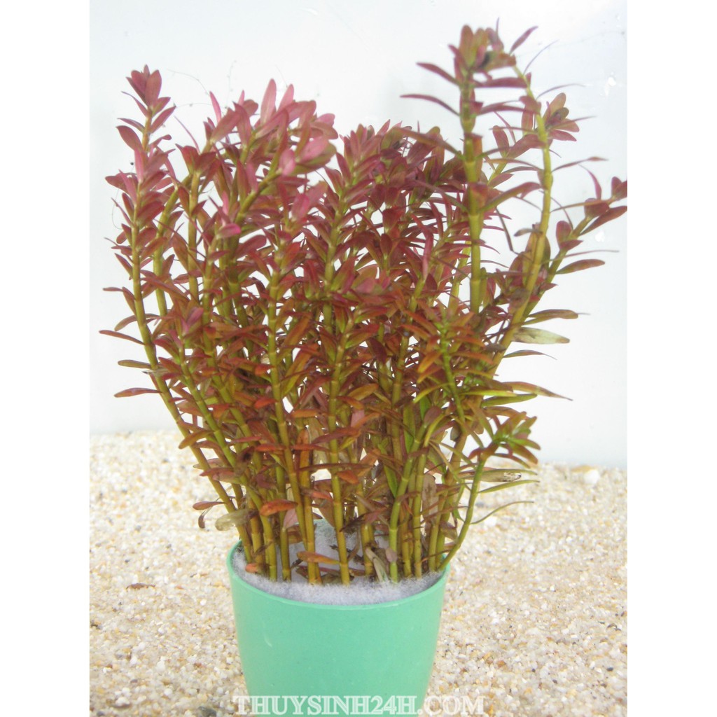 ROTOLA ĐỎ - Vảy ốc đỏ (20 nhánh) | Shopee Việt Nam