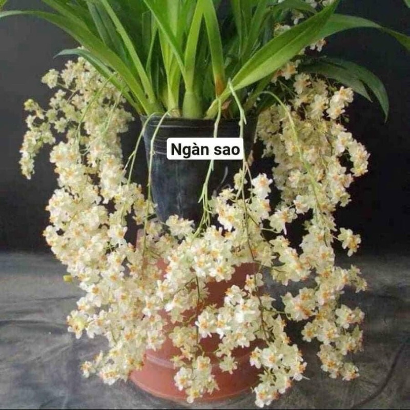 Hoa Lan vũ nữ ngàn sao(thơm nức mũi-1 khóm 2-3 cây) | Shopee Việt Nam