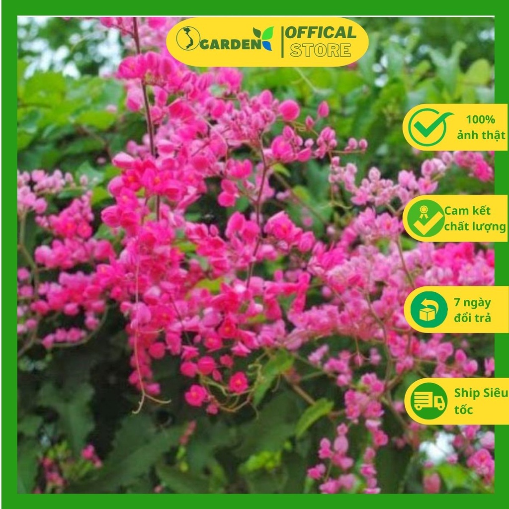 Cây hoa ty gôn cao 50-60cm (ảnh thật số 2) | Shopee Việt Nam