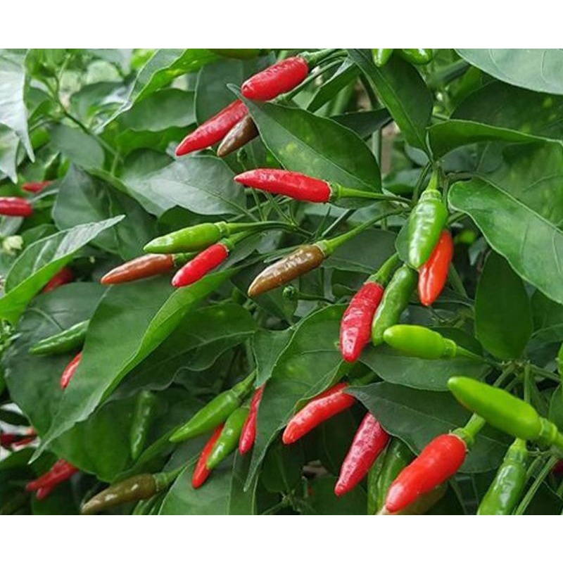 5 chai 330ml Ớt tiêu xanh đóng chai | Shopee Việt Nam