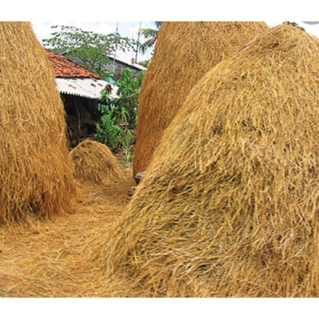 Rơm rạ khô 500g | Shopee Việt Nam