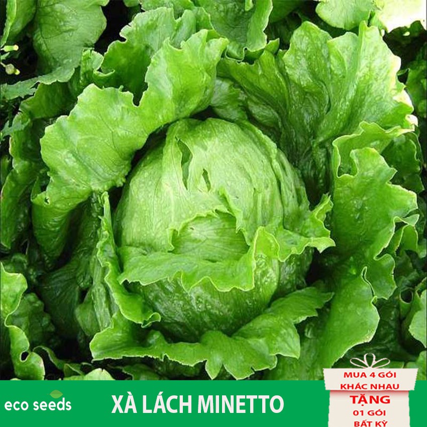 HẠT GIỐNG HẠT GIỐNG XÀ LÁCH MINETTO G8 KLT 2g | Shopee Việt Nam