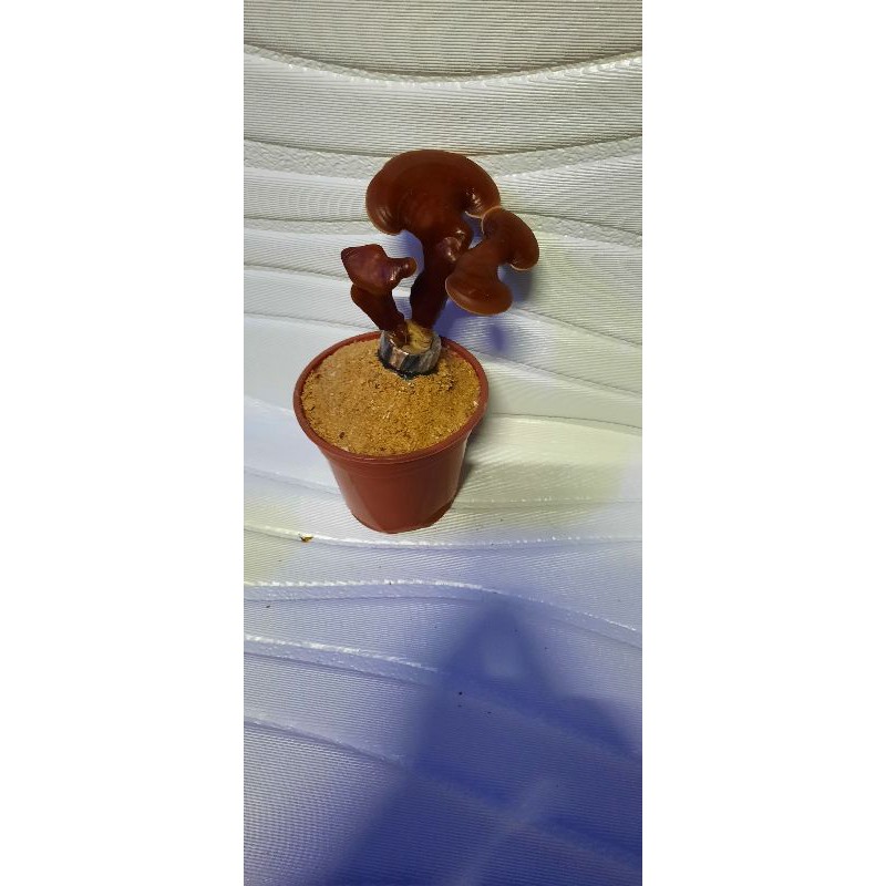 Cây linh chi bonsai (may mắn, tài lộc) | Shopee Việt Nam