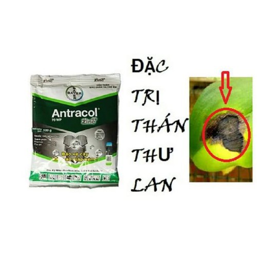 ANTRACOL 70WP GÓI 100G TRỪ NẤM BỆNH DÙNG CHO LAN, CÂY TRỒNG | Shopee ...