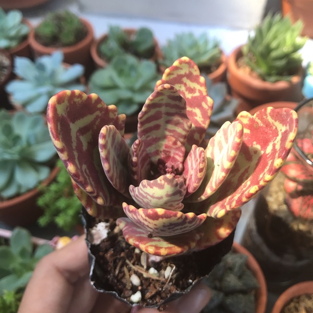 Sen đá gấm da beo nhỏ | Shopee Việt Nam