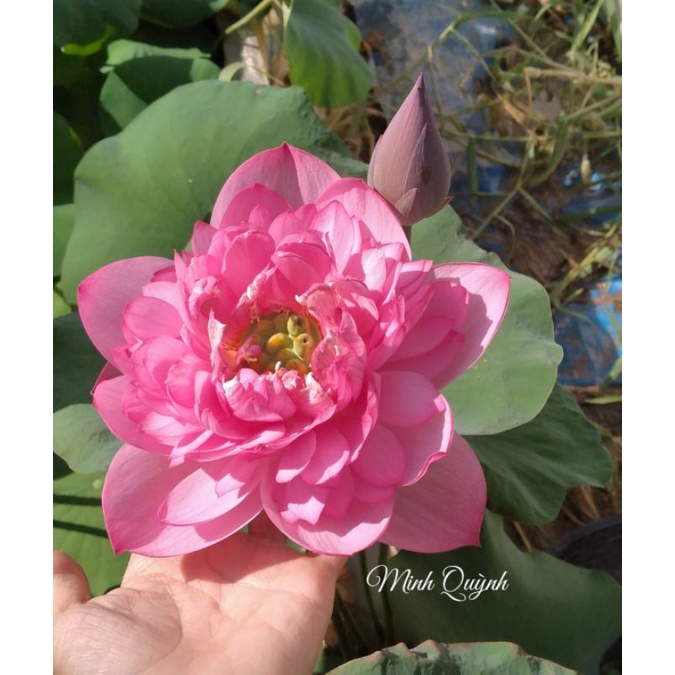 Củ sen hồng lai Pink Dream | Shopee Việt Nam