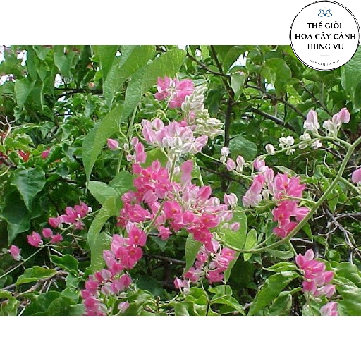 Cây hoa Ti gôn cao 70cm (ảnh thật số 2). | Shopee Việt Nam