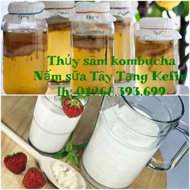 Kombucha và milk kefir | Shopee Việt Nam