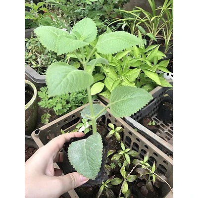 Cây tần dày lá (húng chanh) | Shopee Việt Nam