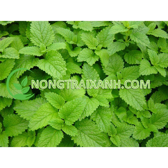 100H - HẠT GIỐNG BẠC HÀ CHANH/ LEMON BALM | Shopee Việt Nam