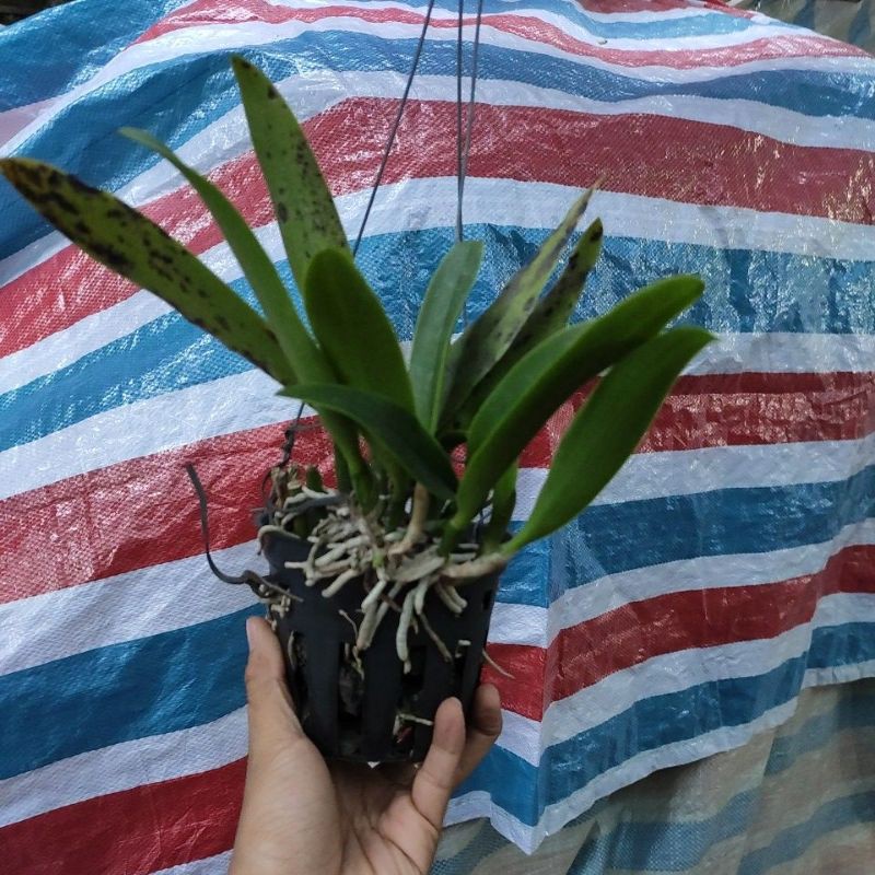 lan cát, lan cattleya loại mini(màu ngẫu nhiên) từ 5 thân trở lên ...