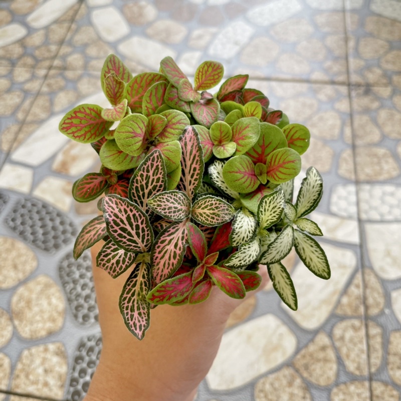 Sen Đá Cẩm Nhung May mắn - nhiều màu - Tặng 1 sen Mini khi mua hoá đơn ...