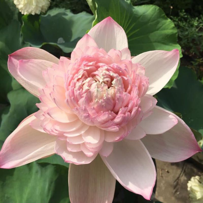 HOA SEN THÁI: SUPER LOTUS | Shopee Việt Nam